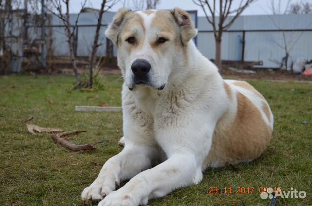 Сао сука вязка