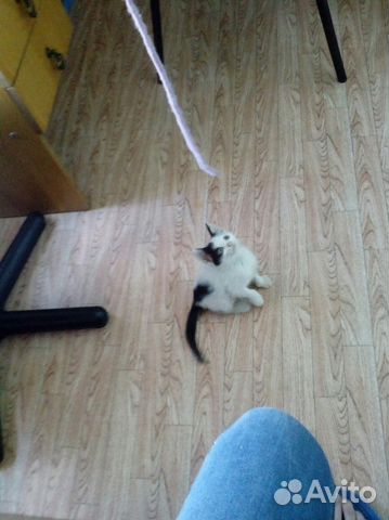 Отдам котенка в добрые руки