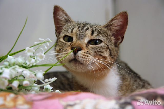 Молли ищет добрый дом