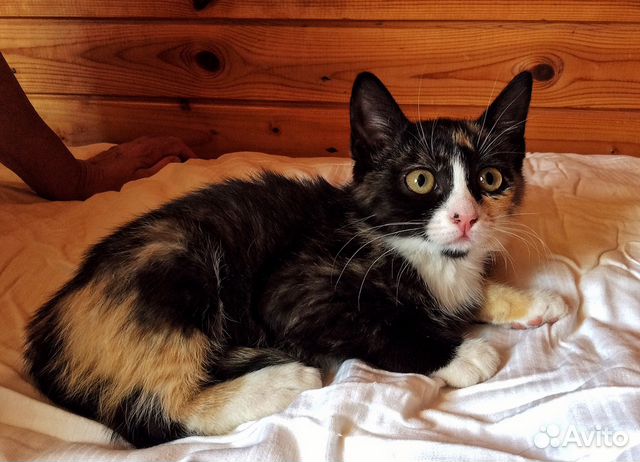 Котёнка Мона ищет дом