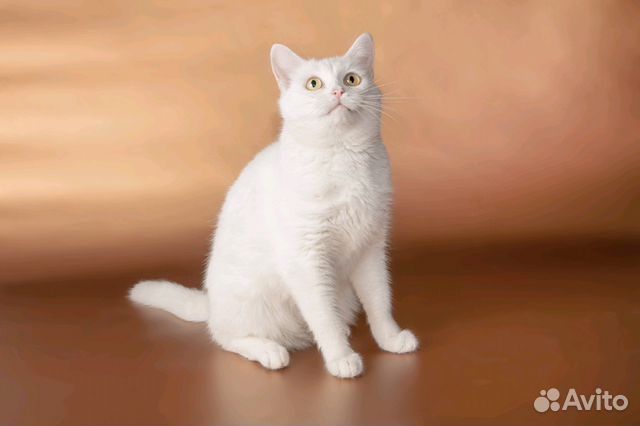 Белая ласковая кошка Лапушка