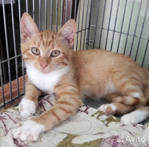 Василиса в добрые руки