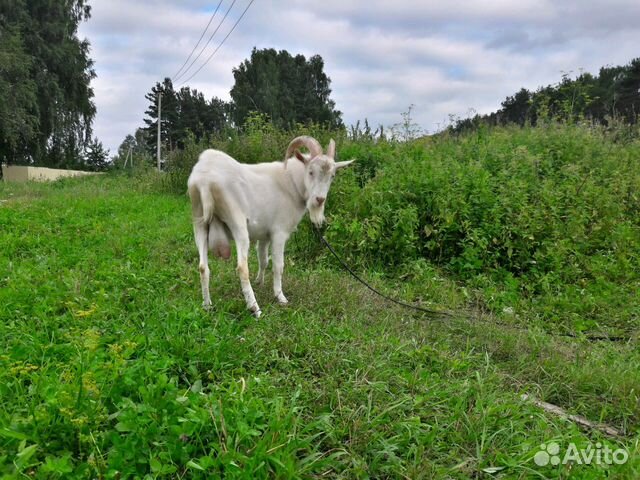 Козёл-производитель
