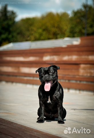 Стаффордширский бультерьер. Щенок