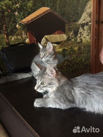 Коты норвежские лесные(девочки и мальчики)