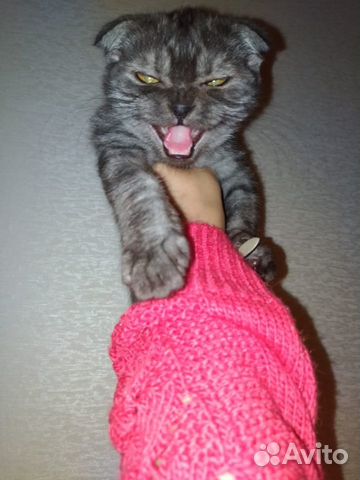 Шотландский котенок
