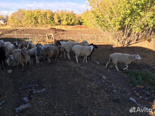 Продам овец