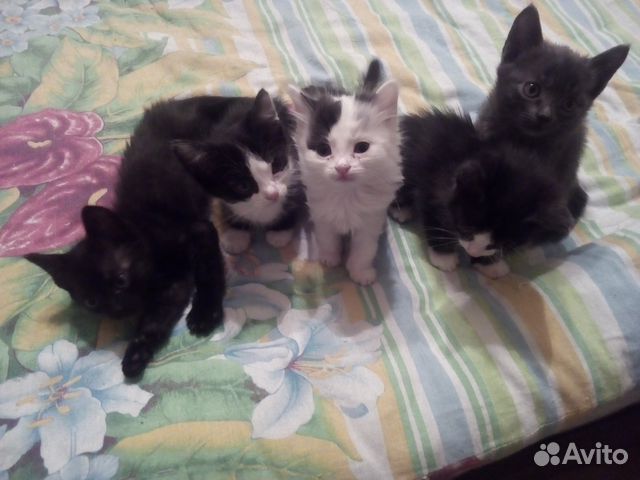 Котята в добрые руки