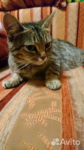 Отдам кошечку в добрые руки
