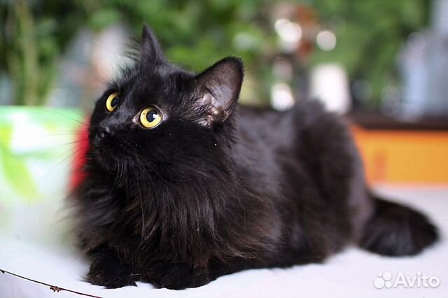 Очаровательная кошечка Буся в поисках дома