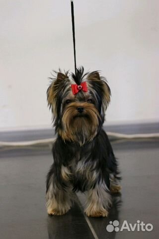 Продается замечательная девочка маленькая