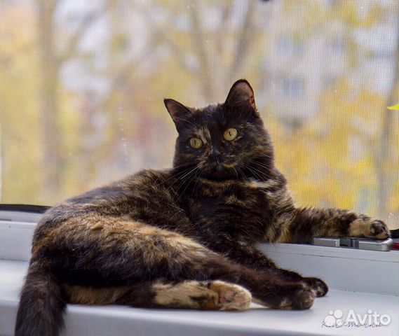 Софи- нежная, мягкая плюшечка