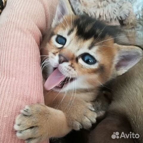 Абиссинские малыши