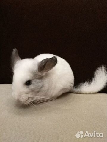 Шиншиллы "Белый вильсон"