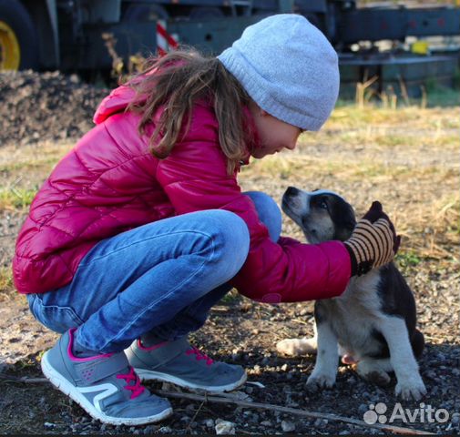 Атос, 2 мес., в дар в добрые руки