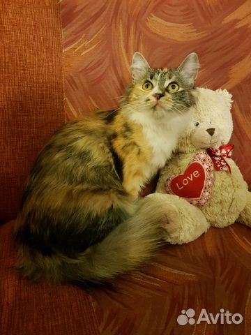 Метиска мейн-кун Кэтти 6мес, стерилизованна