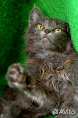 Котёнок русская-голубая