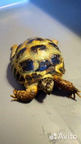Черепаха