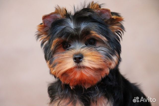 Шикарная девочка йорка