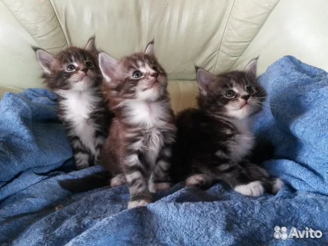 Котята