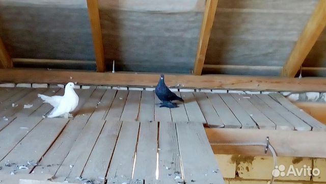 Породистые голуби