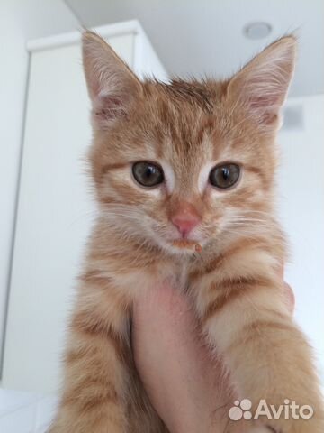 Котенок рыжий 3 мес