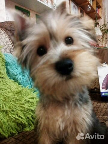 Продаются щенки