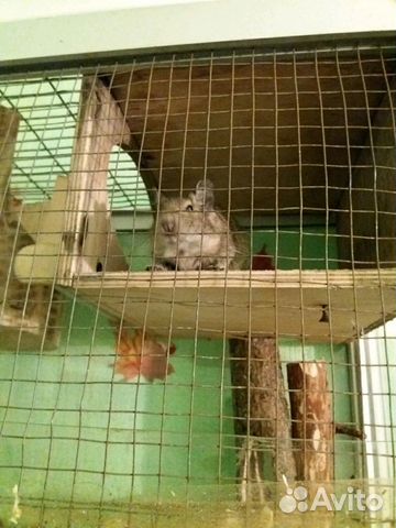 Белки Дегу ищут дом