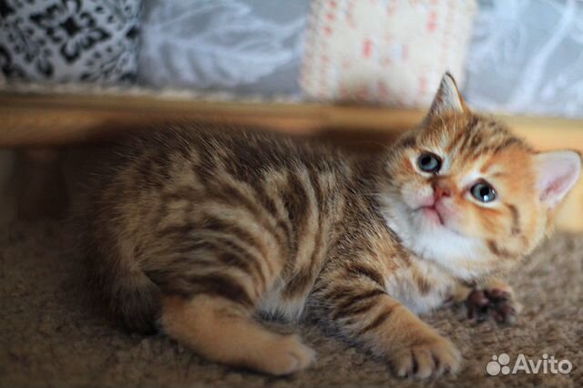 Ариша - расписная красавица