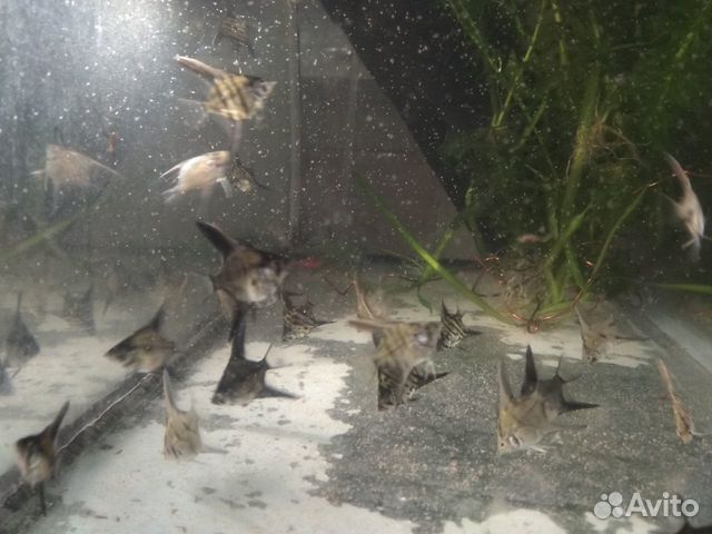 Малёк скалярии