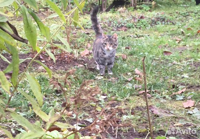 Котята в беде