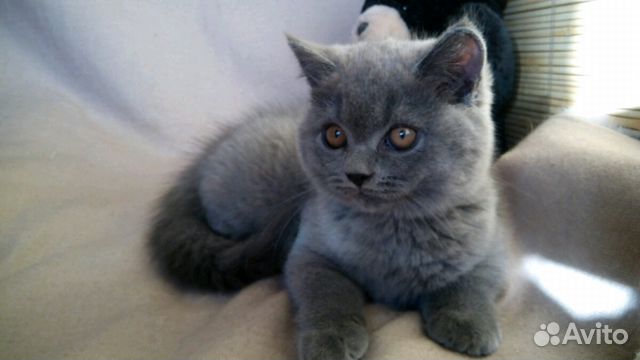 Шотландский прямоухий мальчик