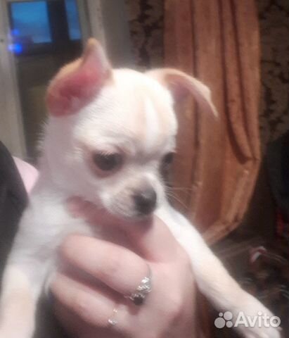 Чих крепкий малыш