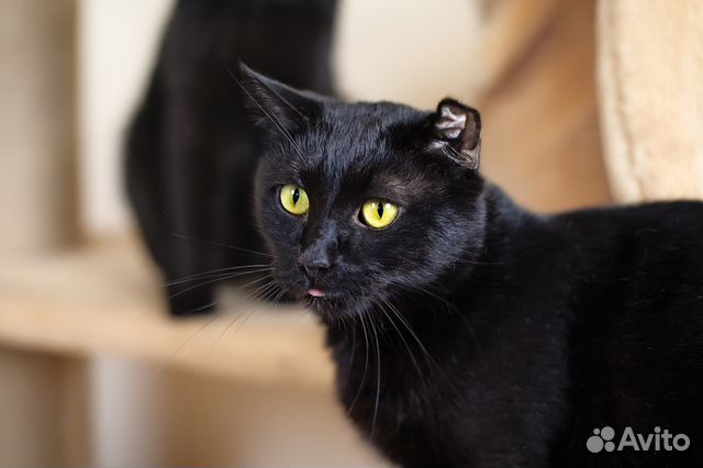 Чёрный кот Тема