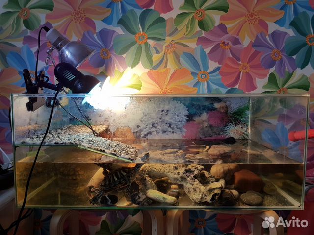 Красноухие черепахи, Черепашник