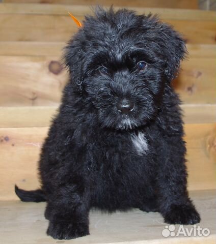 Щенки Фландрский Бувье