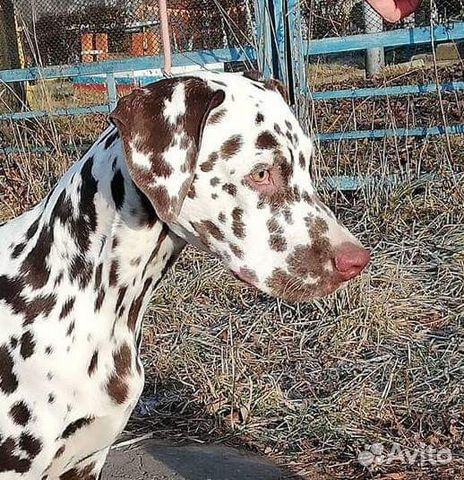 Далматин мальчик