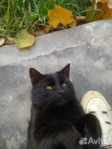 Котик ищет дом