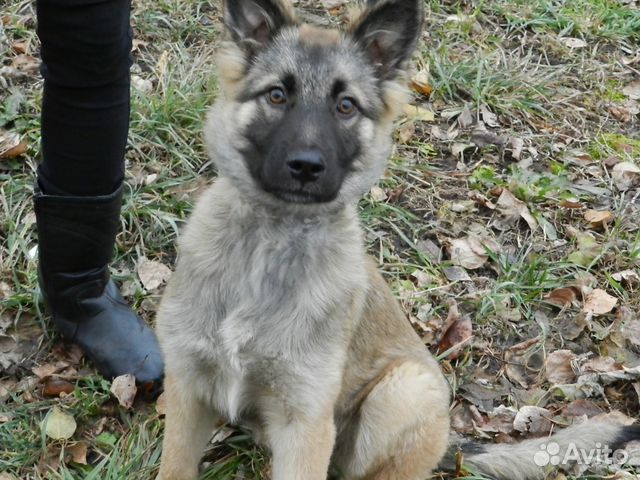Подростка метиску овчарки в дар