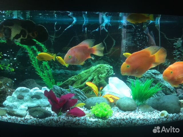 Немецкий аквариум