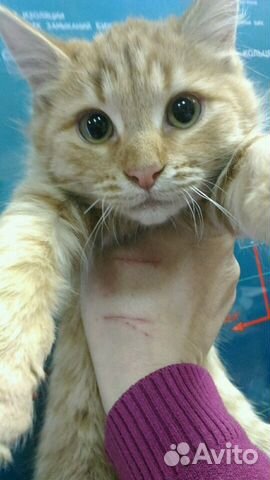 Апельсиновые Фанта