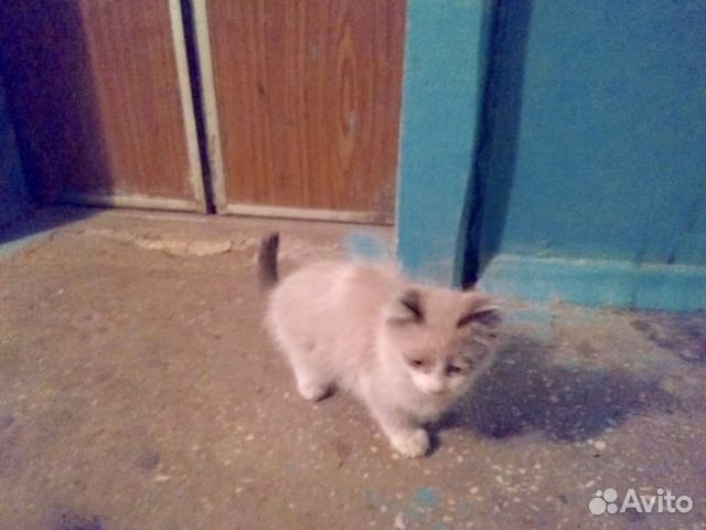 Невская маскарадная и в «смокинге»