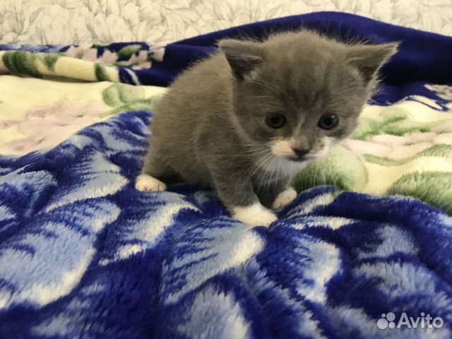 Котёнок от британской голубой теби 1 месяц ма