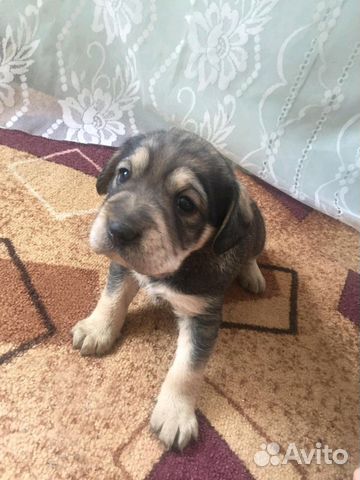 Щенки, метисы йорка