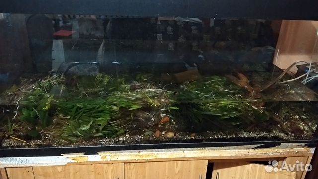 Аквариумные растения