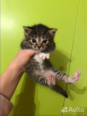 Полосатый домашний Котенок