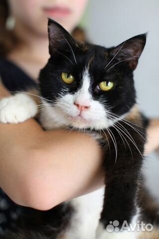 Отдам в добрые руки