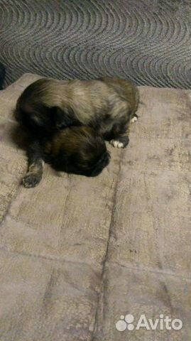 Девочки пекинесочки