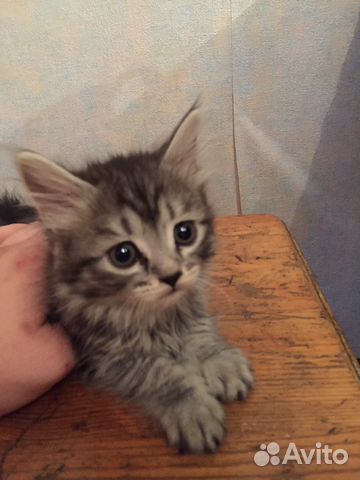 Продам кошечку