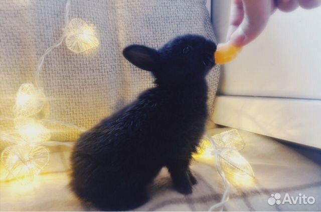 Карликовый кролик шоколадный